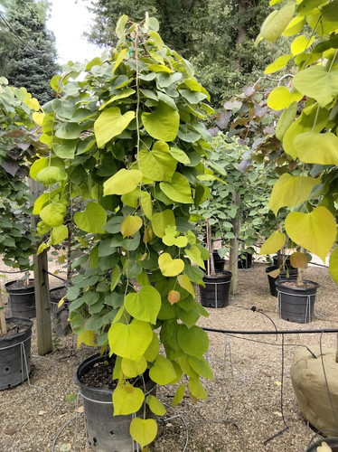 Golden Falls Redbud - Cercis canadensis 'Golden Falls' | Plumline