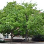 Quercus bicolor 'Bonnie and Mike' - Beacon Swamp White Oak | Plumline