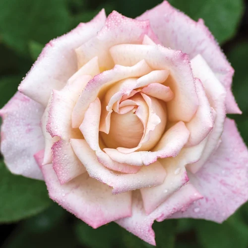 Rosa 'Pinkerbelle' - Pinkerbelle Hybrid Tea Rose | Plumline