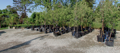 Fruit Trees | Plumline