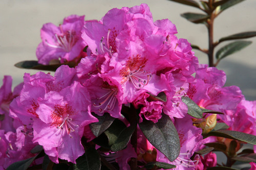 Rhododendron 'Midnight Ruby' - Midnight Ruby Rhododendron | Plumline