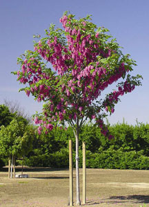 Robinia 'Purple Robe' - Purple Robe Black Locust | Plumline
