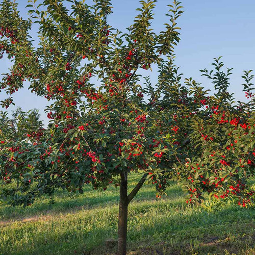 Prunus avium 'Stella' - Sweet Cherry (Semi-Dwarf) | Plumline