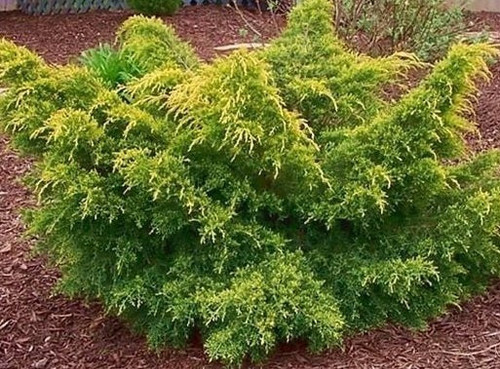 Juniperus chinensis 'Gold Lace' - Gold Lace Juniper | Plumline