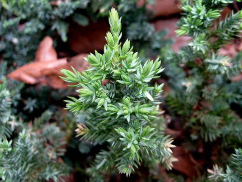 Juniperus communis 'compressa' - Common Juniper | Plumline