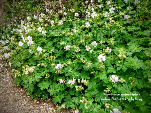 Geranium x cantabrigiense 'Biokovo' | Plumline