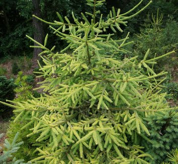 Picea orientalis 'Barnes' - Barnes Oriental Spruce | Plumline