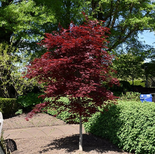 Acer palmatum 'Dragon Tears' - Dragon Tears Japanese Maple | Plumline
