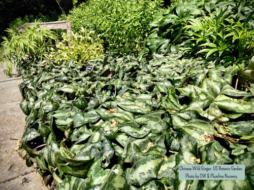 Asarum splendens - Chinese Wild Ginger | Plumline