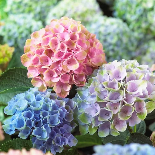 Hydrangea macrophylla 'Everlasting Revolution' - Everlast Revolution ...