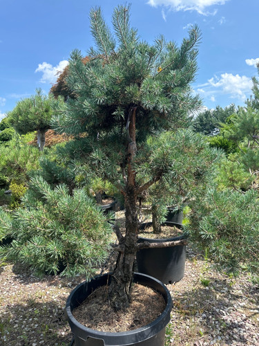 Scotch Poodle Pine Pom Pom - Pinus sylvestris 'Poodled' | Plumline