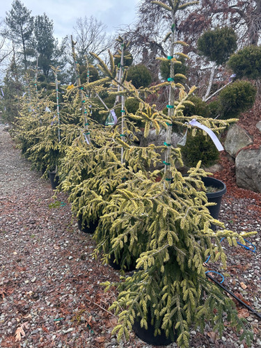 Picea orientalis 'Skylands' - Skylands Oriental Spruce | Plumline