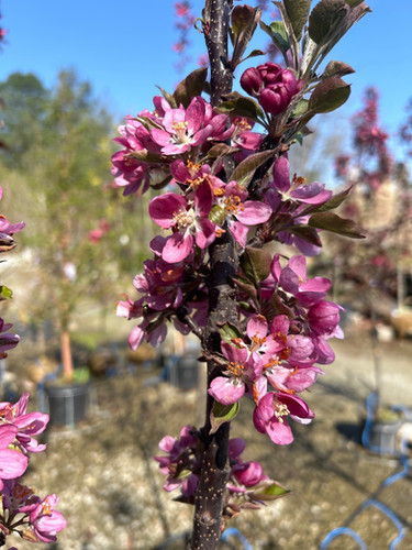 Malus 'Purple Spire' - Purple Spire Crabapple | Plumline