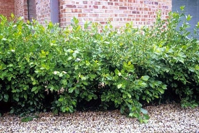 Ilex verticillata 'Jim Dandy' - Jim Dandy Winterberry Holly | Plumline