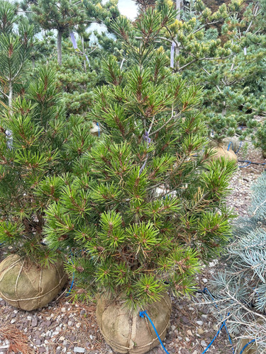 Pinus bungeana 'Compacta' - Compact Chinese Lacebark Pine | Plumline