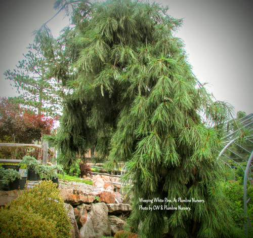 Pinus strobus 'Pendula' - Weeping White Pine | Plumline