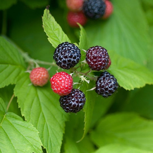 Rubus occidentalis 'Bristol' - Bristol Black Raspberry | Plumline