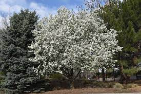 Malus 'Spring Snow' - Spring Snow Crabapple | Plumline