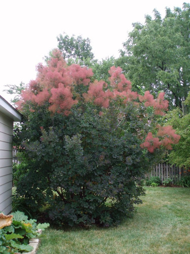 Cotinus obovatus - American Smoke Tree | Plumline