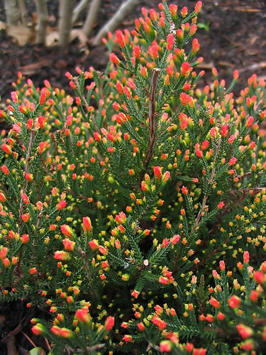 Calluna vulgaris 'Spring Torch' - Spring Torch Scotch Heather | Plumline