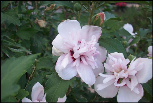 Hibiscus syriacus 'Blushing Bride' - Rose of Sharon - Althea | Plumline