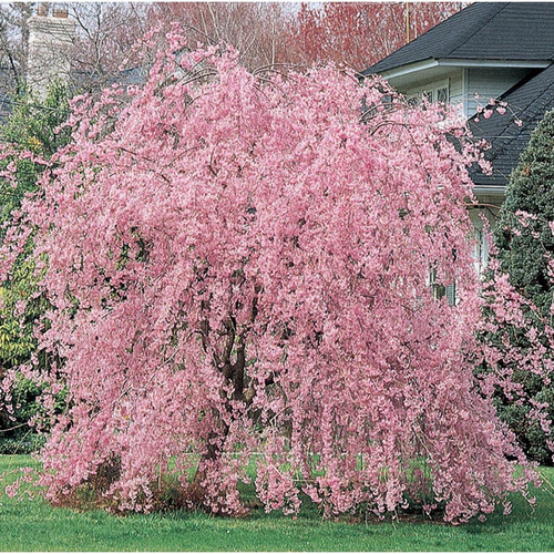 Pink Cascade Weeping Cherry | Plumline