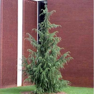 Cedrus deodara 'Shalimar' - Shalimar Cedar | Plumline