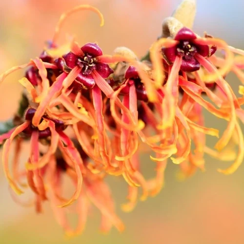 Hamamelis x intermedia 'Jelena' - Copper Beauty Witch Hazel | Plumline