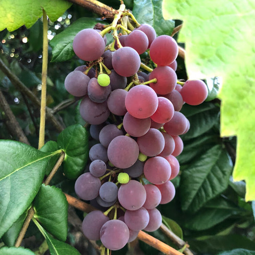 Vitis labrusca 'Canadice' - Canadice Grape | Plumline