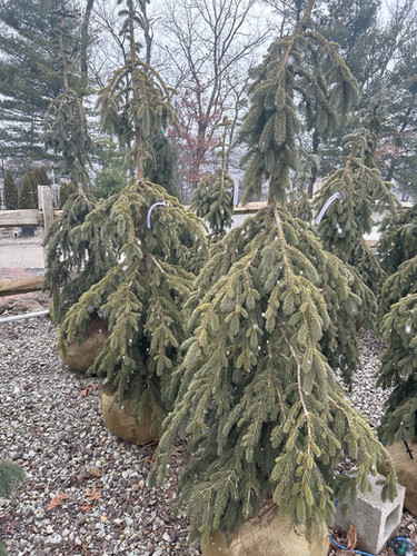 Picea glauca 'pendula' - Weeping White Spruce | Plumline