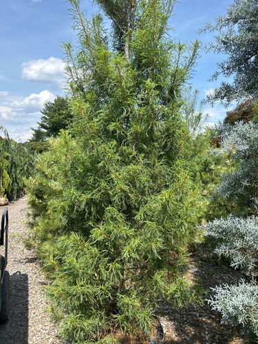 Pinus strobus 'Contorta' - Contorted Eastern White Pine | Plumline