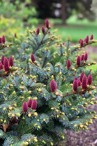 Picea Bicolor 'Howell's Dwarf Tigertail' - Howell's Dwarf Tiger Tail ...