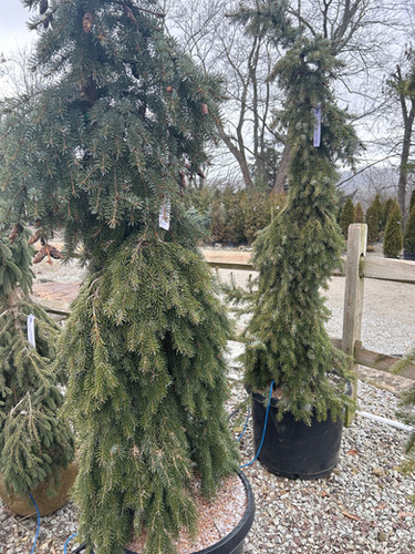 Picea omorika 'Bruns Pendula' - Bruns Weeping Serbian Spruce | Plumline