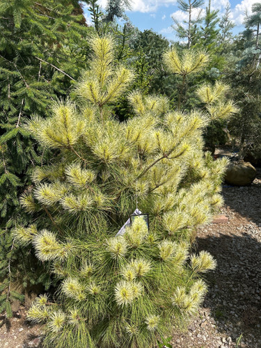 Pinus densiflora 'Golden Ghost' - Golden Ghost Japanese Red Pine | Plumline