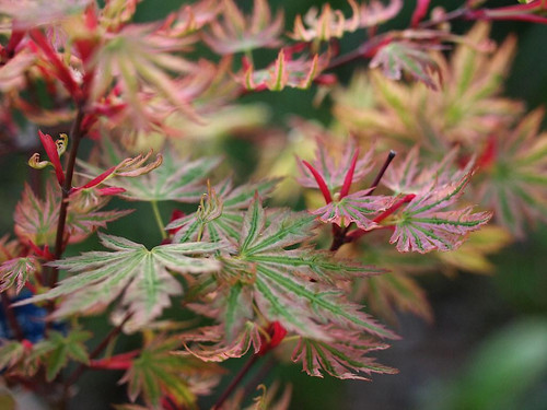 Acer palmatum 'Higasayama' - Higasa Yama Japanese Maple | Plumline
