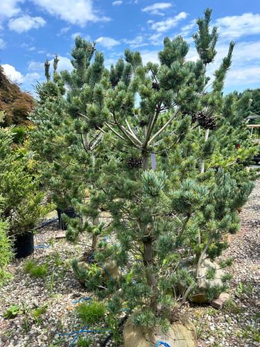 Pinus parviflora 'Tempelhof' - Tempelhof Japanese White Pine | Plumline