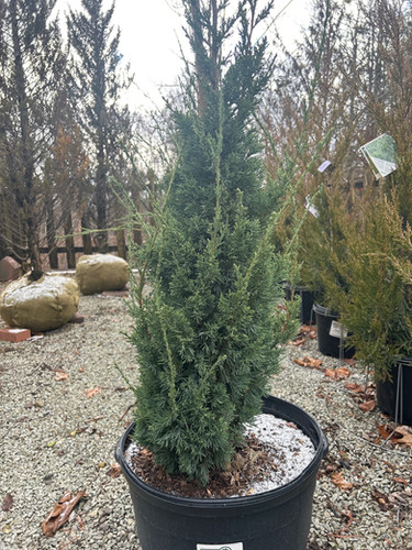 Juniperus chinensis 'Trautman' - Trautman Juniper | Plumline
