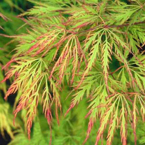 Acer palmatum dissectum 'Spring Delight' - Spring Delight Weeping ...