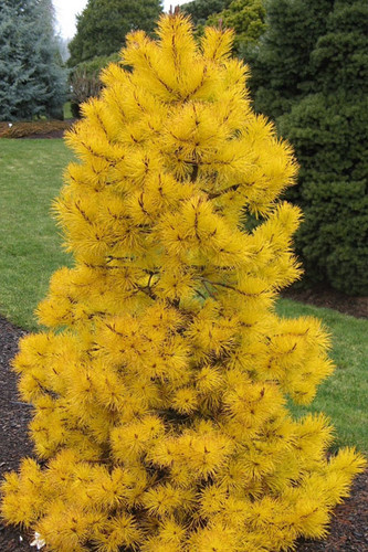 Pinus contorta var. latifolia 'Chief Joseph' - Chief Joseph Lodgepole ...