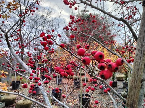 Crataegus viridis 'Winter King' - Winter King Green Hawthorn | Plumline