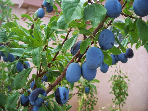 Prunus domestica 'Stanley Prune - Stanley European Plum Semi-Dwarf ...