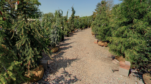 OEV - Ornamental Evergreens | Plumline