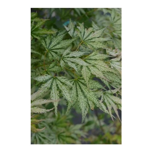 Acer palmatum 'Peve Multicolor' - Peve Multicolor Japanese Maple | Plumline