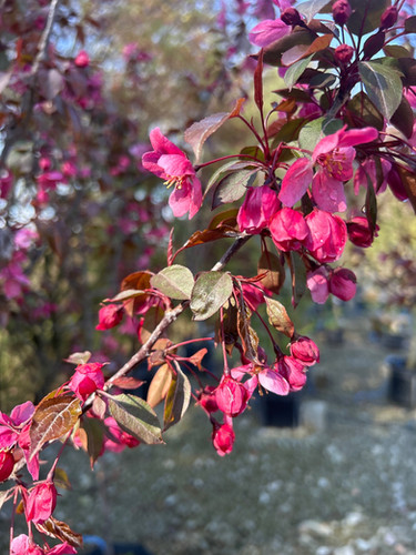 Malus 'Perfect Purple' - Perfect Purple Crabapple | Plumline