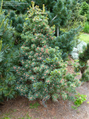 Pinus parviflora 'Hagoromo' - Hagoromo Japanese White Pine | Plumline
