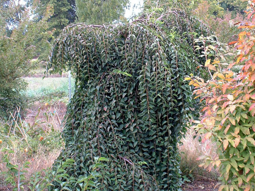 Styrax japonicus 'Carillon' - Carillon Weeping Japanese Snowbell | Plumline