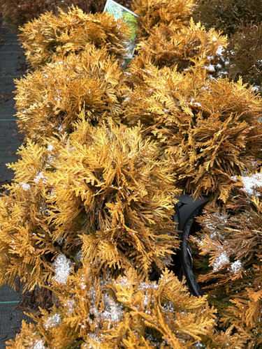Anna's Magic Ball Arborvitae - Thuja occidentalis 'Anna's Magic Ball ...
