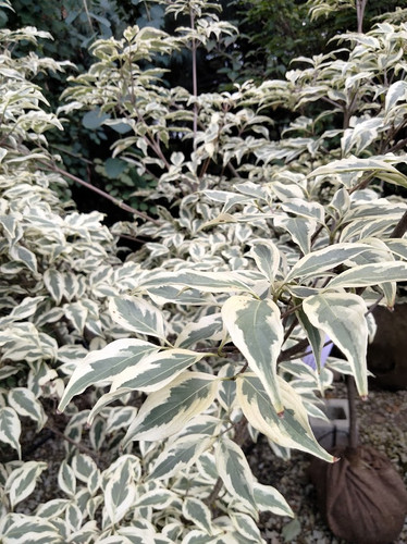 Cornus kousa 'Wolf Eyes' - Wolf Eyes Variegated Chinese Dogwood | Plumline