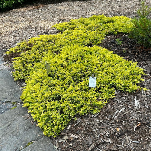 Juniperus horizontalis 'Gold Strike' - Gold Strike Creeping Juniper ...