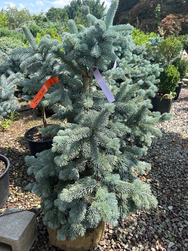 Abies las. arizonica 'Glauca Compacta' - Dwarf Rocky Mountain Fir ...
